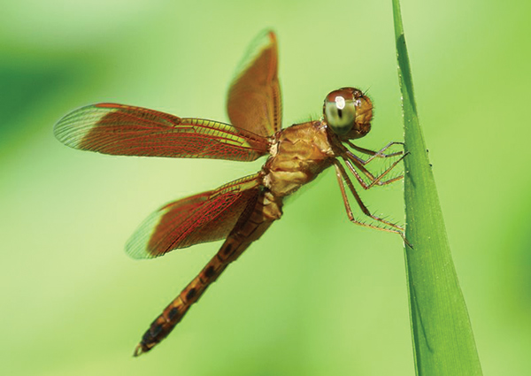 DARPA eyes tiny insects as models for artificial intelligence (AI ...