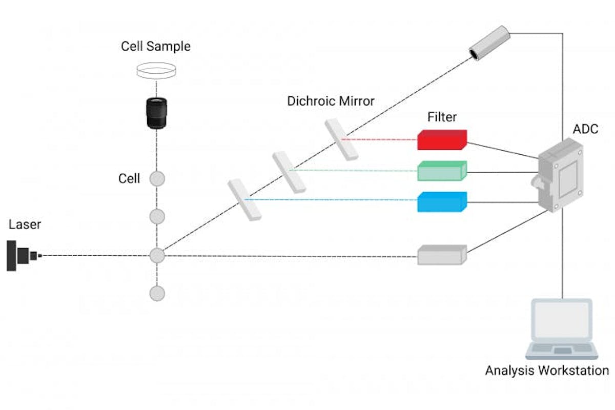 Flow Cytometry Part1: Illuminating Cellular Diversity and Analysis ...